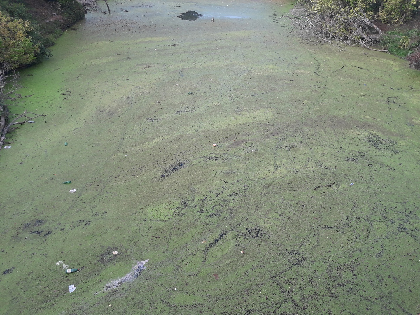 Pojava “cvjetanja vode” ozbiljno ugrožava ekosistem rijeke Spreče ...